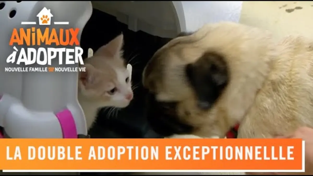 Replay Animaux à adopter : nouvelle famille pour une nouvelle vie du 20/03/2022 : La double ...