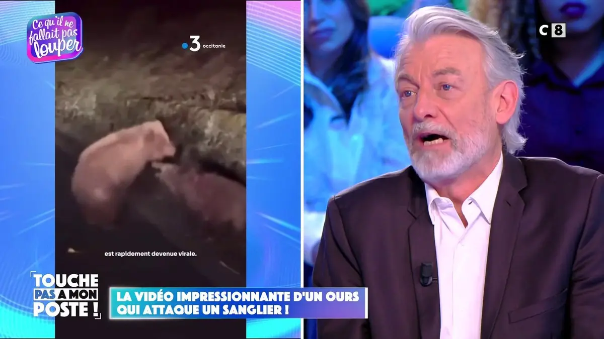 Replay Touche pas à mon poste ! du 07/03/2024 : La vidéo impressionnante d'un ours qui attaque ...