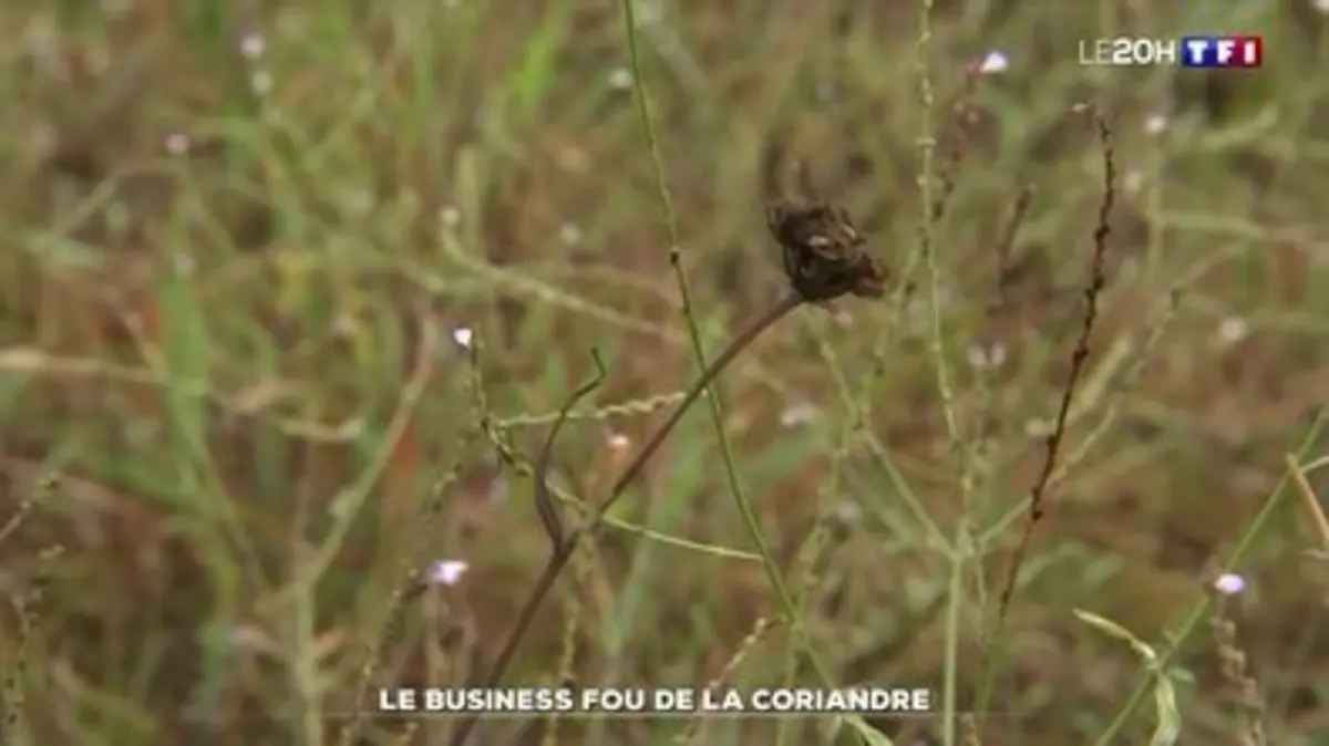 Replay Journal de TF1 du 04/09/2024 : Le business fou de la coriandre