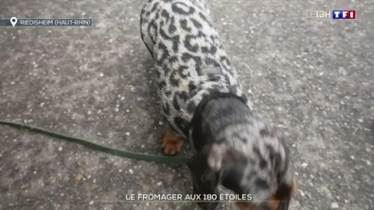 Replay Journal de TF1 du 10/12/2024 : Le fromager aux 180 étoiles