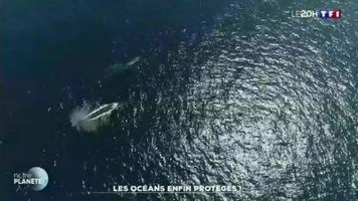Replay Journal de TF1 du 05/03/2023 : Les océans enfin protégés
