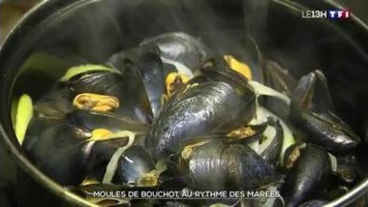 Replay Journal de TF1 du 21/04/2023 : Moules de bouchot, au rythme des ...
