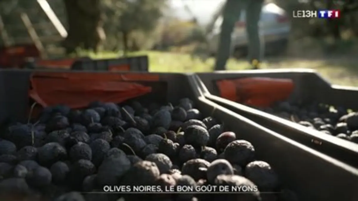 Replay Journal de TF1 du 27/12/2024 : Olives noires : le bon goût de Nyons