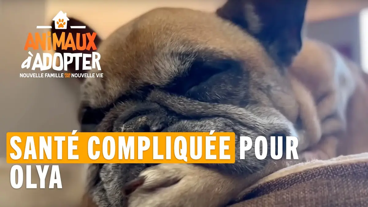 Replay Animaux à adopter : nouvelle famille pour une nouvelle vie du 12/11/2023 : Santé ...
