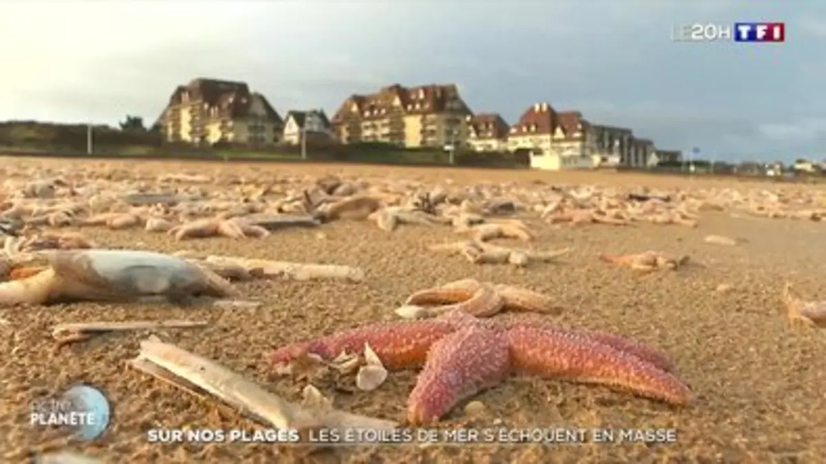Replay Journal de TF1 du 01/03/2024 : Sur nos plages : les étoiles de mer s'échouent en masse