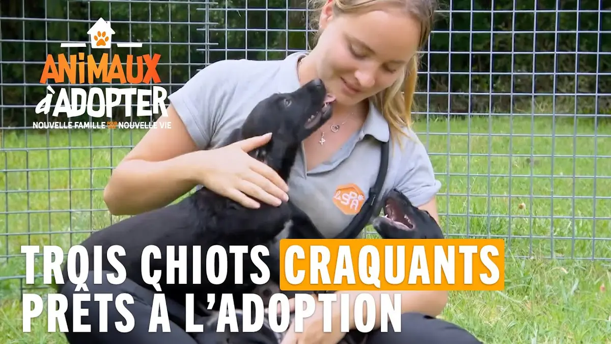 Replay Animaux à adopter : nouvelle famille pour une…