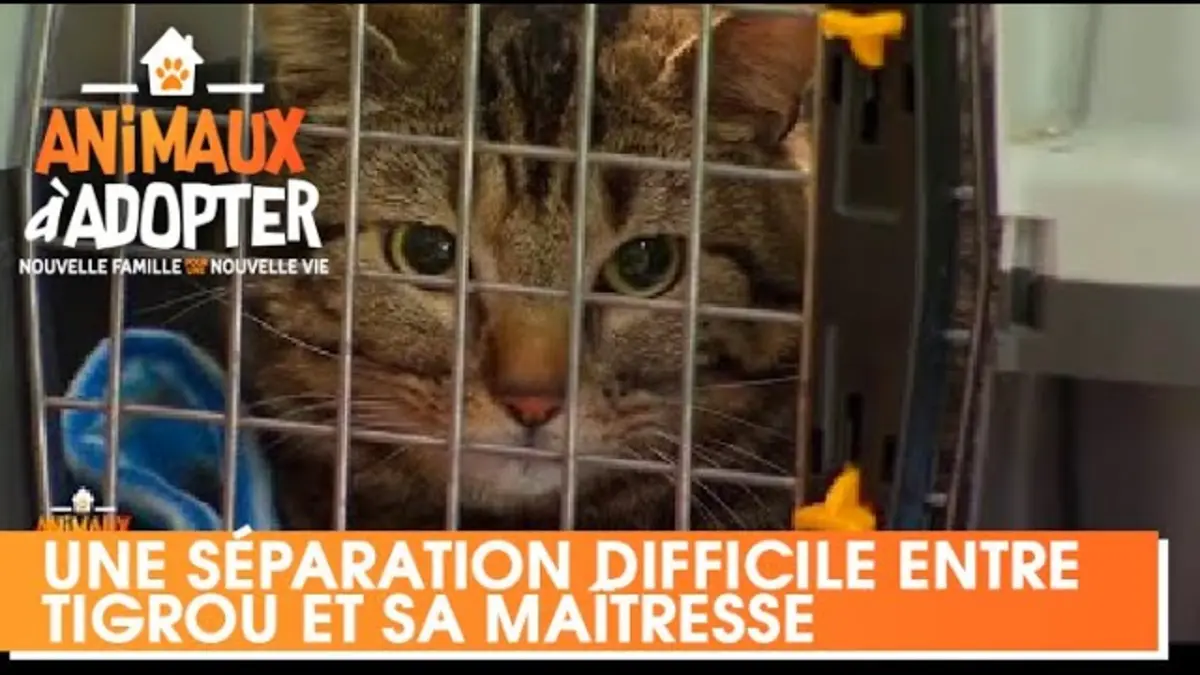 Replay Animaux à adopter : nouvelle famille pour une nouvelle vie du 22/11/2021 : Une séparation ...