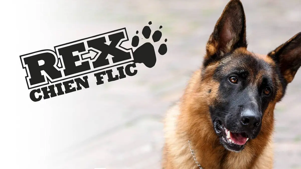 Rex S04E08 Une famille déchirée (Série) où regarder TV, Replay, Streaming
