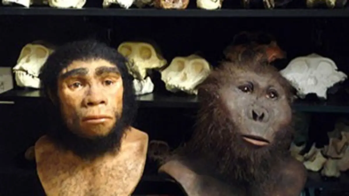 Aux origines de l'humanité E02 La naissance de l'homme (Documentaire ...